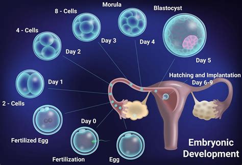Image result for Blastula Development