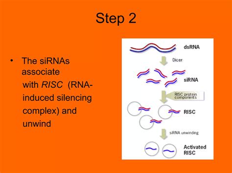 Image result for RNA Interference