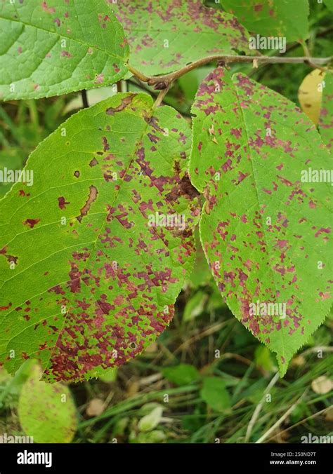 Image result for Cherry Tree Rust