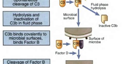 Image result for Most Primitive Form of Complement Activation