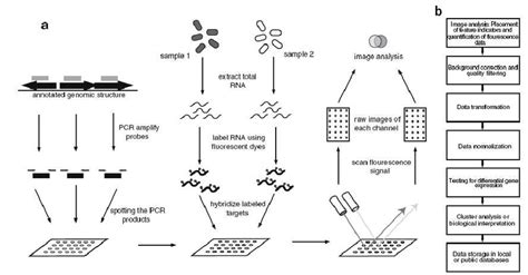 Image result for Microarray Gene Expression