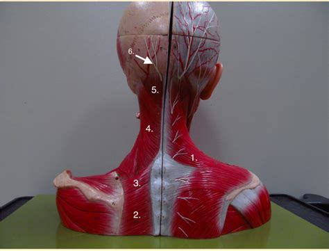 Image result for How to Build Neck Muscles Chart