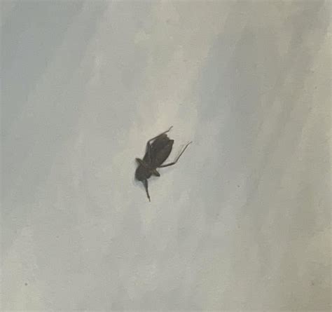 Image result for Cockroach Ontario