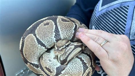 Image result for Python Snake Pet
