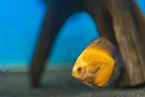 Image result for Golden Discus Fish