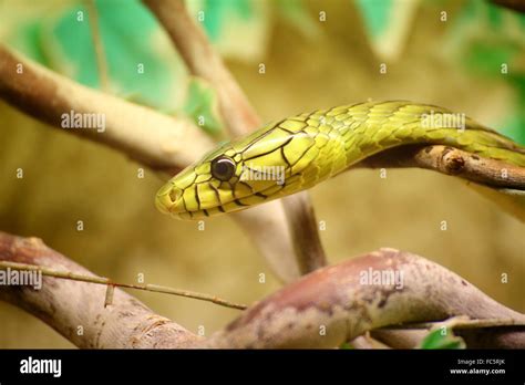 Image result for ASP Snake Fangs