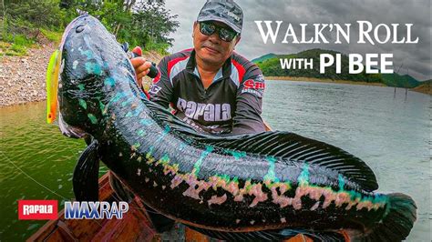 Image result for Snakehead Fish Hunting