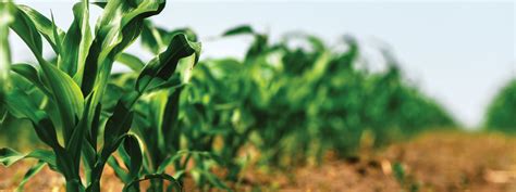 Image result for Humic Acid Icon