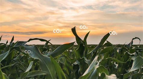 Image result for Bioethanol Fire Feature