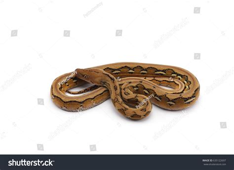 Image result for Reticulated Python Face