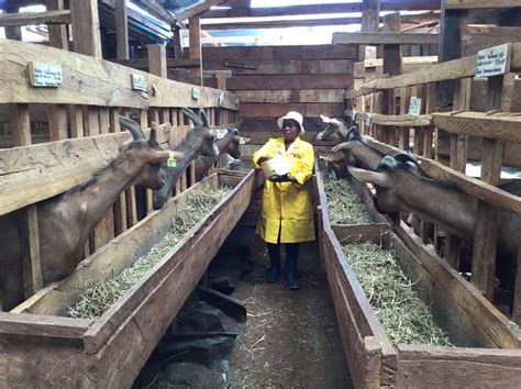 Image result for Goat Farm Setup