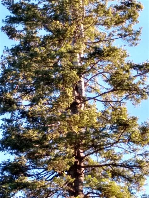 Image result for ASP Tree