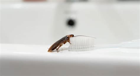 Image result for The Flying Cockroach Attack Comple