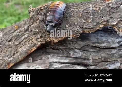 Image result for Pet Cockroach