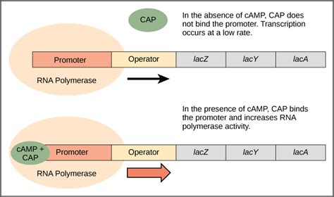 Image result for Operon vs Operator