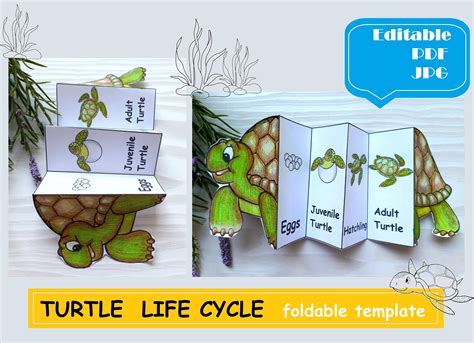 Image result for Turtle Life Cycle Free Printable