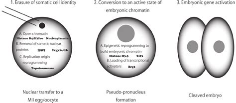 Image result for Nuclear Reprogramming