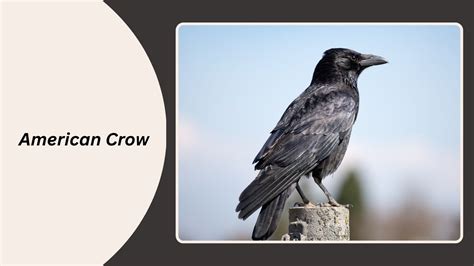 Image result for Crow Types