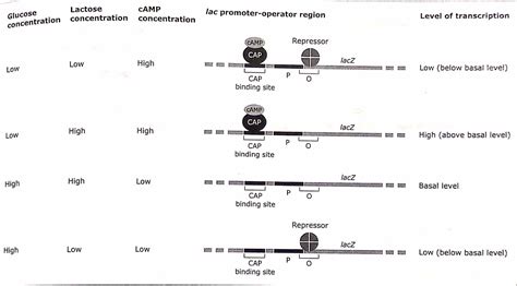 Image result for Lac Operon Mutations