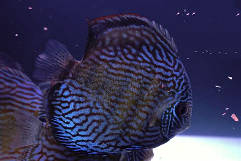 Image result for Royal Blue Discus