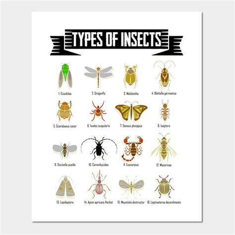 Image result for All Types of Insects
