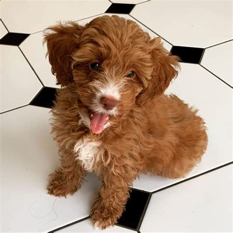 Image result for Cockapoo Breeders