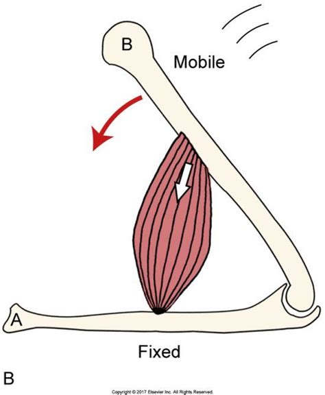 Psoas Major Function: Introduction & Muscle Biomechanics | Body muscle ...