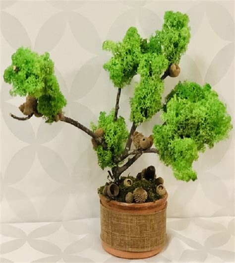 Image result for DIY Java Moss Bonsai Tree