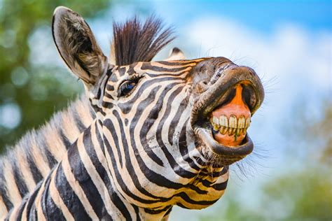 Image result for Smiling Zebra