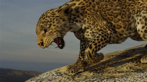 Image result for Angry Leopard