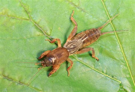 Image result for Flying Cricket Insect