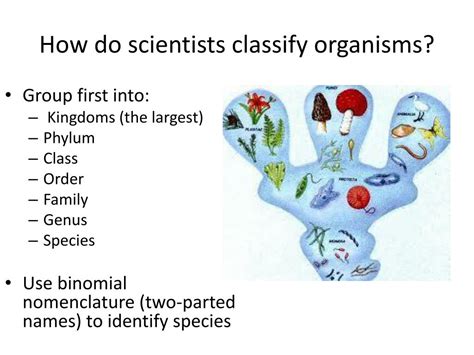 Image result for Classification Example Science