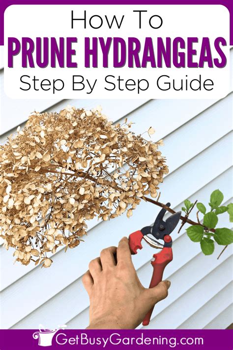 Image result for How to Prune Hydrangea Tree