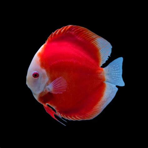 Image result for Red Melon Discus