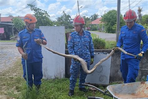 Image result for Python Eats Goose