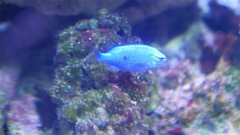 Image result for How to Use Blue Devil