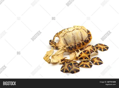 Image result for Break the Turtle Shell