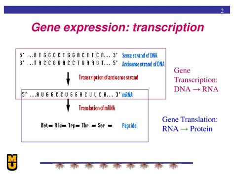 Image result for Microarray Gene Expression