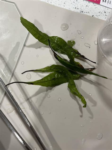 Image result for Java Fern Dying