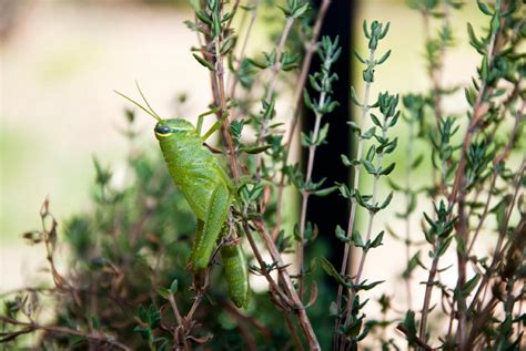 Image result for Insect Facts