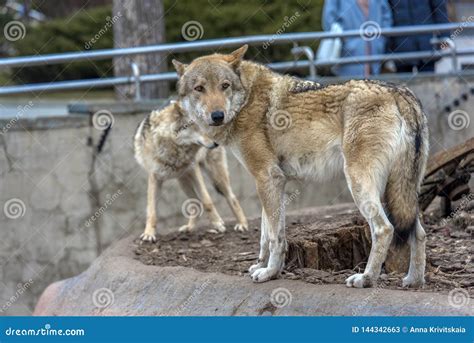 Image result for Zoo Animals Wolves