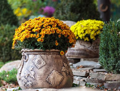 Image result for Planting Mums in Containers