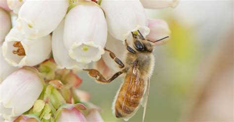 Image result for Pollinating Insects