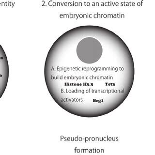 Image result for Nuclear Reprogramming
