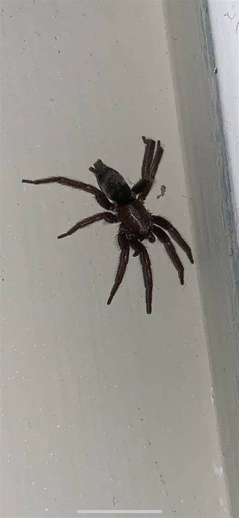 Image result for Identifying Spiders