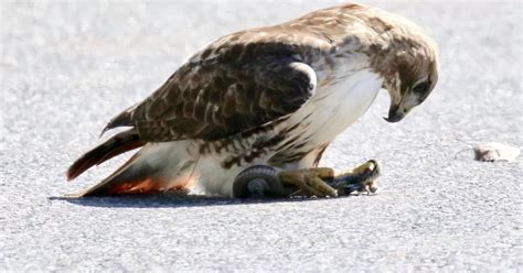 Image result for Hawk Attacking