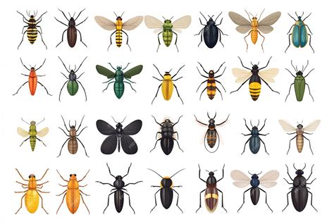 Image result for All Types of Insects