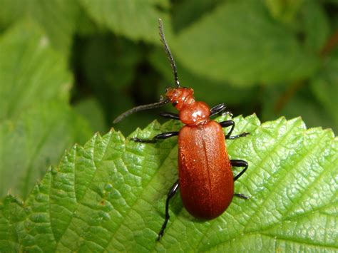 Different Kinds Of Beetles - Chris Schuster