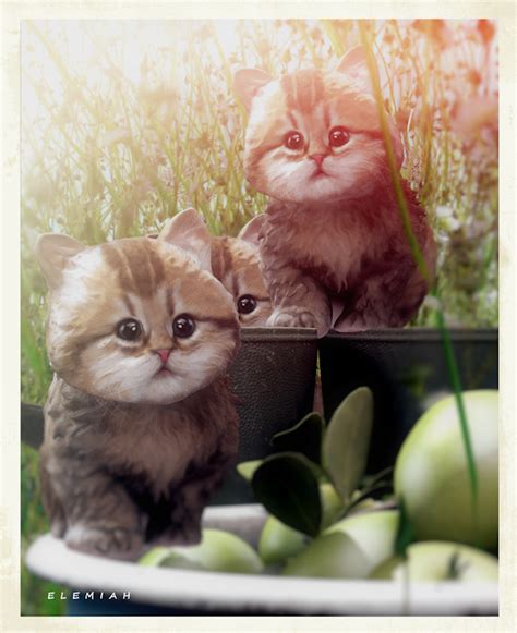 Image result for Chatons Mignons