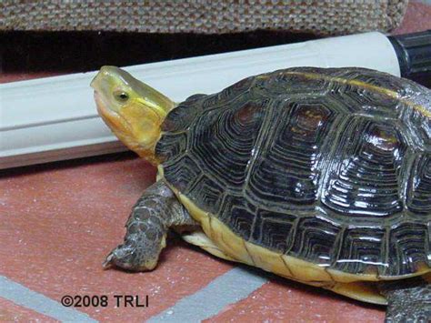 Image result for Box Finding Turtle